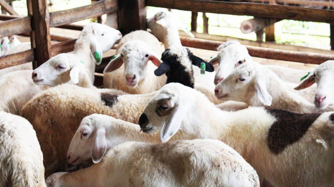 Ibadah Qurban: 3 Hikmah Qurban Dan Keutamaannya