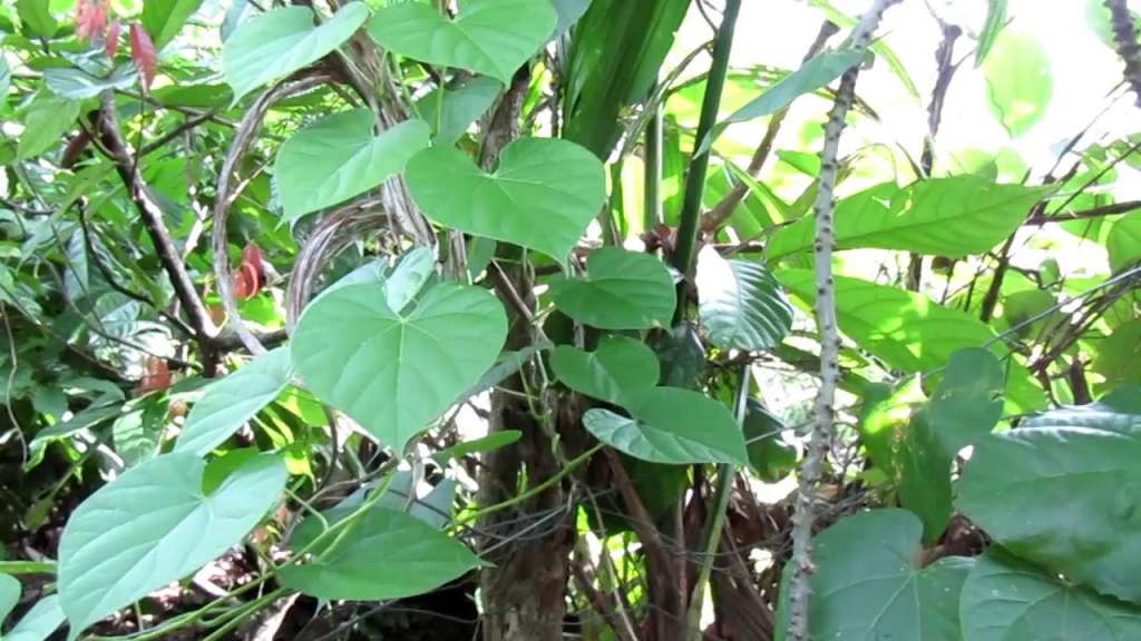 60 Jenis Tanaman Herbal Obat Alami Keluarga (Toga)