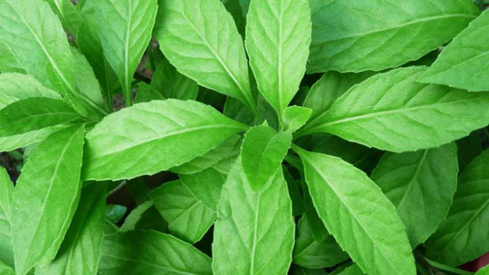 60 Jenis Tanaman Herbal Obat Alami Keluarga (Toga)